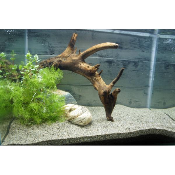 【発売日：2025年11月07日】アクアリウム流木あく抜き処理済みですのですぐに水槽でご使用になれます。当店のアクアリウム用流木について・当店では安心してご使用頂くために、重曹等は使用せず煮沸と水置きのみであく抜き処理を行っております。・ア...