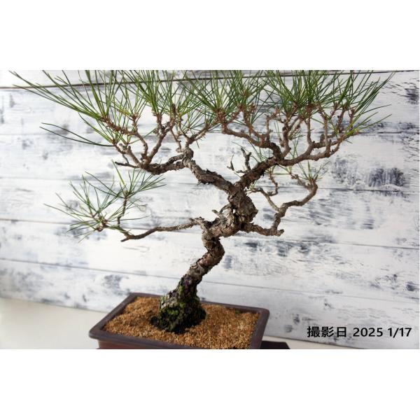 【発売日：2025年01月18日】和風テイストのインテリア『盆栽』四季折々で違った表情を見せる最も身近な自然をお楽しみください。商品は盆栽のみの販売となります。※花台や地板,その他のものは付属しておりません。サイズはサイズ記入の画像を参考に...