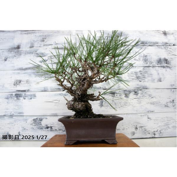 【発売日：2025年01月27日】和風テイストのインテリア『盆栽』四季折々で違った表情を見せる最も身近な自然をお楽しみください。商品は盆栽のみの販売となります。※花台や地板,その他のものは付属しておりません。サイズはサイズ記入の画像を参考に...