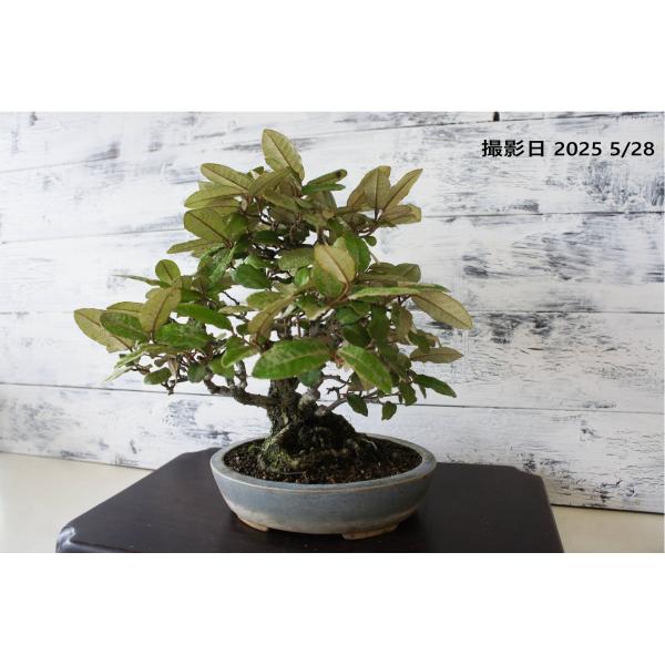 【発売日：2025年02月10日】和風テイストのインテリア『盆栽』四季折々で違った表情を見せる最も身近な自然をお楽しみください。商品は盆栽のみの販売となります。※花台や地板,その他のものは付属しておりません。サイズはサイズ記入の画像を参考に...