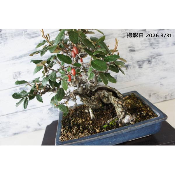 【発売日：2025年02月11日】和風テイストのインテリア『盆栽』四季折々で違った表情を見せる最も身近な自然をお楽しみください。商品は盆栽のみの販売となります。※花台や地板,その他のものは付属しておりません。サイズはサイズ記入の画像を参考に...