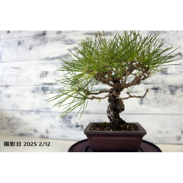 【発売日：2025年02月12日】和風テイストのインテリア『盆栽』四季折々で違った表情を見せる最も身近な自然をお楽しみください。商品は盆栽のみの販売となります。※花台や地板,その他のものは付属しておりません。サイズはサイズ記入の画像を参考に...
