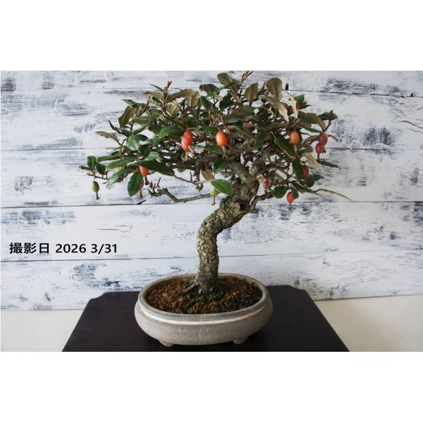 【発売日：2025年02月20日】商品は盆栽のみの販売となります。※花台や地板,その他のものは付属しておりません。サイズはサイズ記入の画像を参考にしてください。※季節によって花や葉、実の付き方が画像とは異なります。※本商品は他サイトでも出品...