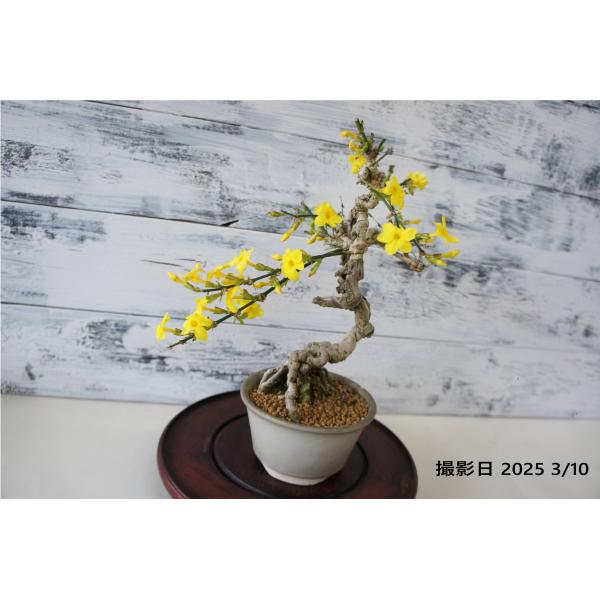 【発売日：2025年02月28日】商品は盆栽のみの販売となります。※花台や地板,その他のものは付属しておりません。サイズはサイズ記入の画像を参考にしてください。※季節によって花や葉、実の付き方が画像とは異なります。※本商品は他サイトでも出品...