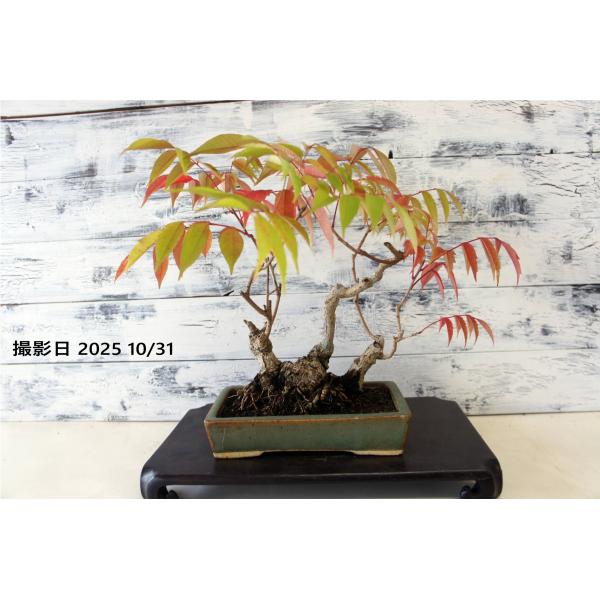 【発売日：2025年04月29日】商品は盆栽のみの販売となります。※花台や地板,その他のものは付属しておりません。サイズはサイズ記入の画像を参考にしてください。※季節によって花や葉、実の付き方が画像とは異なります。※本商品は他サイトでも出品...