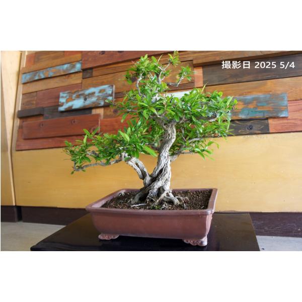 【発売日：2025年05月05日】商品は盆栽のみの販売となります。※花台や地板,その他のものは付属しておりません。サイズはサイズ記入の画像を参考にしてください。※季節によって花や葉、実の付き方が画像とは異なります。※本商品は他サイトでも出品...