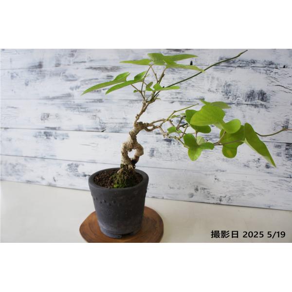 【発売日：2025年05月19日】商品は盆栽のみの販売となります。※花台や地板,その他のものは付属しておりません。サイズはサイズ記入の画像を参考にしてください。※季節によって花や葉、実の付き方が画像とは異なります。※本商品は他サイトでも出品...