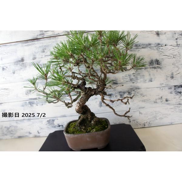 【発売日：2025年07月03日】商品は盆栽のみの販売となります。※花台や地板,その他のものは付属しておりません。サイズはサイズ記入の画像を参考にしてください。※季節によって花や葉、実の付き方が画像とは異なります。※本商品は他サイトでも出品...