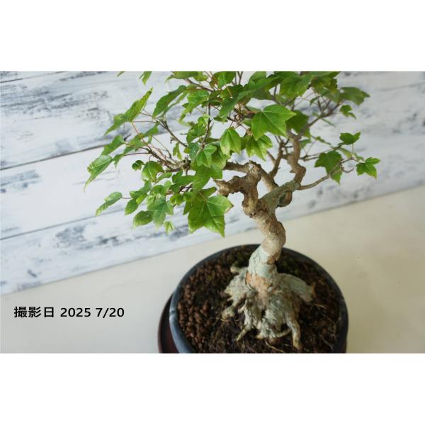 【発売日：2025年07月20日】商品は盆栽のみの販売となります。※花台や地板,その他のものは付属しておりません。サイズはサイズ記入の画像を参考にしてください。※季節によって花や葉、実の付き方が画像とは異なります。※本商品は他サイトでも出品...