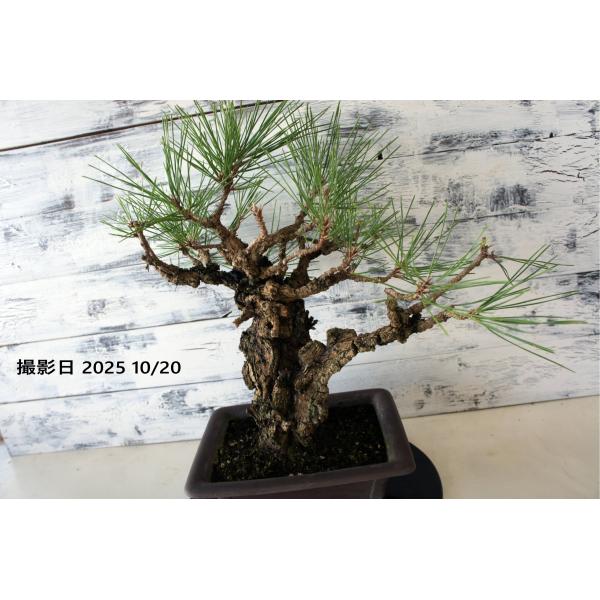【発売日：2025年10月20日】商品は盆栽のみの販売となります。※花台や地板,その他のものは付属しておりません。サイズはサイズ記入の画像を参考にしてください。※季節によって花や葉、実の付き方が画像とは異なります。※本商品は他サイトでも出品...