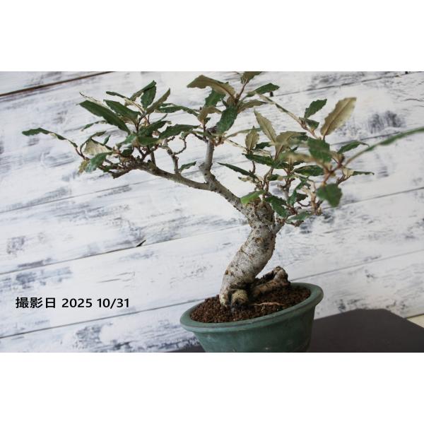 【発売日：2025年10月31日】商品は盆栽のみの販売となります。※花台や地板,その他のものは付属しておりません。サイズはサイズ記入の画像を参考にしてください。※季節によって花や葉、実の付き方が画像とは異なります。※本商品は他サイトでも出品...