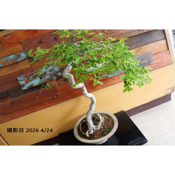【発売日：2025年11月25日】商品は盆栽のみの販売となります。※花台や地板,その他のものは付属しておりません。サイズはサイズ記入の画像を参考にしてください。※季節によって花や葉、実の付き方が画像とは異なります。※本商品は他サイトでも出品...