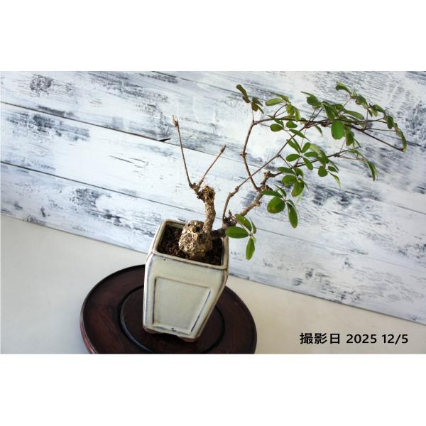 【発売日：2025年12月06日】商品は盆栽のみの販売となります。※花台や地板,その他のものは付属しておりません。サイズはサイズ記入の画像を参考にしてください。※季節によって花や葉、実の付き方が画像とは異なります。※本商品は他サイトでも出品...