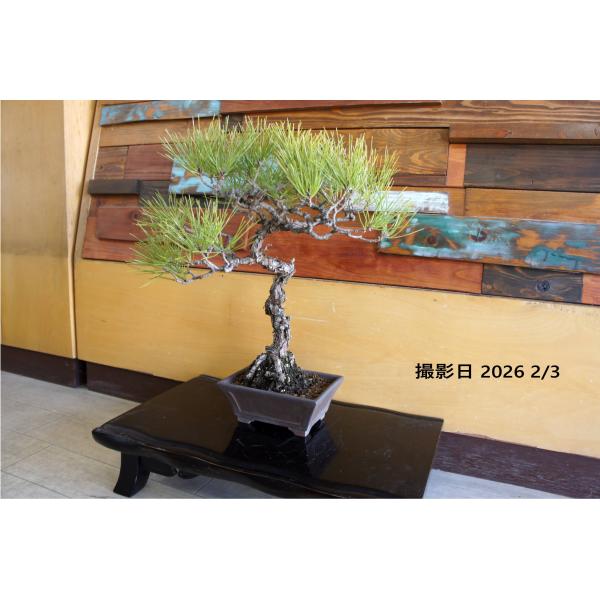 【発売日：2026年02月04日】商品は盆栽のみの販売となります。※花台や地板,その他のものは付属しておりません。サイズはサイズ記入の画像を参考にしてください。※季節によって花や葉、実の付き方が画像とは異なります。※本商品は他サイトでも出品...