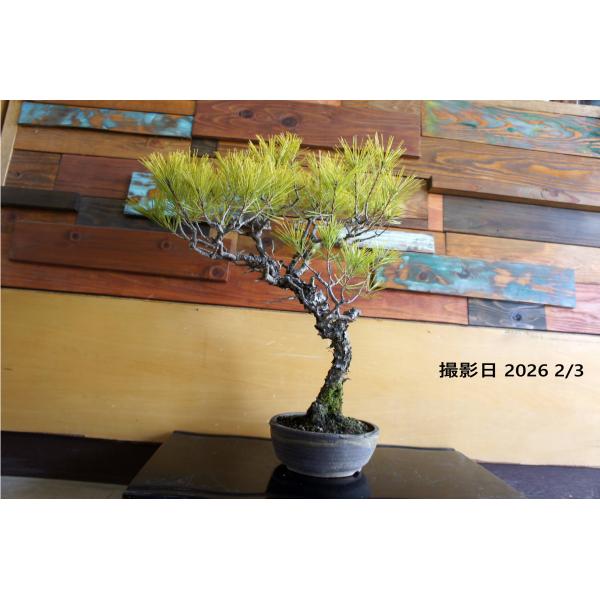 【発売日：2026年02月05日】商品は盆栽のみの販売となります。※花台や地板,その他のものは付属しておりません。サイズはサイズ記入の画像を参考にしてください。※季節によって花や葉、実の付き方が画像とは異なります。※本商品は他サイトでも出品...