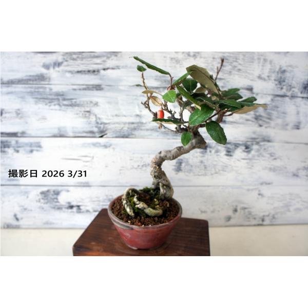 【発売日：2026年03月12日】商品は盆栽のみの販売となります。※花台や地板,その他のものは付属しておりません。サイズはサイズ記入の画像を参考にしてください。※季節によって花や葉、実の付き方が画像とは異なります。※本商品は他サイトでも出品...
