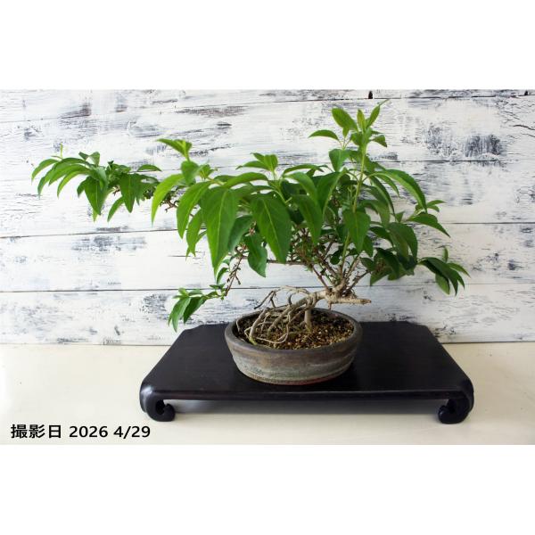 【発売日：2026年03月21日】商品は盆栽のみの販売となります。※花台や地板,その他のものは付属しておりません。サイズはサイズ記入の画像を参考にしてください。※季節によって花や葉、実の付き方が画像とは異なります。※本商品は他サイトでも出品...
