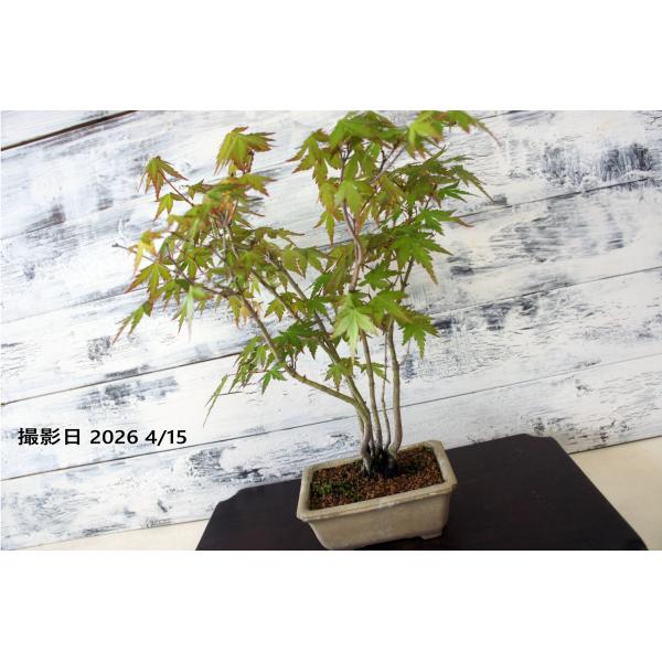【発売日：2026年04月15日】商品は盆栽のみの販売となります。※花台や地板,その他のものは付属しておりません。サイズはサイズ記入の画像を参考にしてください。※季節によって花や葉、実の付き方が画像とは異なります。※本商品は他サイトでも出品...