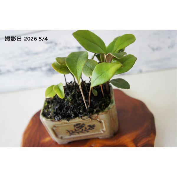 【発売日：2026年05月04日】商品は盆栽のみの販売となります。※花台や地板,その他のものは付属しておりません。サイズはサイズ記入の画像を参考にしてください。※季節によって花や葉、実の付き方が画像とは異なります。※本商品は他サイトでも出品...