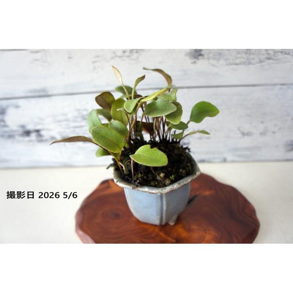 【発売日：2026年05月06日】商品は盆栽のみの販売となります。※花台や地板,その他のものは付属しておりません。サイズはサイズ記入の画像を参考にしてください。※季節によって花や葉、実の付き方が画像とは異なります。※本商品は他サイトでも出品...