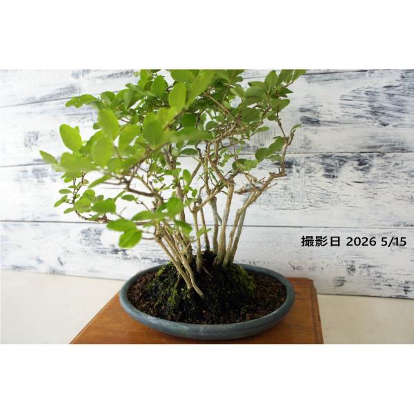 【発売日：2026年05月15日】商品は盆栽のみの販売となります。※花台や地板,その他のものは付属しておりません。サイズはサイズ記入の画像を参考にしてください。※季節によって花や葉、実の付き方が画像とは異なります。※本商品は他サイトでも出品...