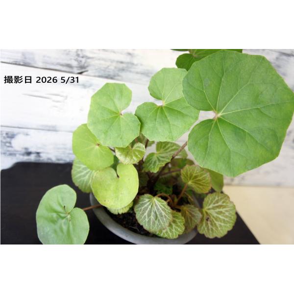 【発売日：2026年05月31日】商品は盆栽のみの販売となります。※花台や地板,その他のものは付属しておりません。サイズはサイズ記入の画像を参考にしてください。※季節によって花や葉、実の付き方が画像とは異なります。※本商品は他サイトでも出品...