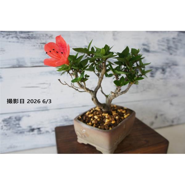 【発売日：2026年06月03日】商品は盆栽のみの販売となります。※花台や地板,その他のものは付属しておりません。サイズはサイズ記入の画像を参考にしてください。※季節によって花や葉、実の付き方が画像とは異なります。※本商品は他サイトでも出品...