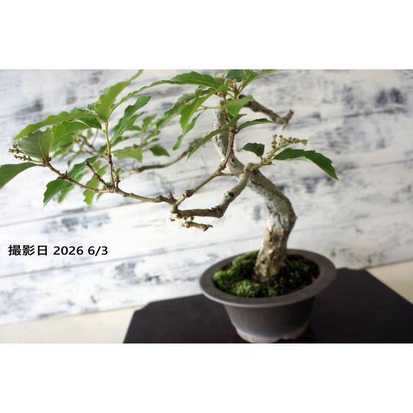 【発売日：2026年06月03日】商品は盆栽のみの販売となります。※花台や地板,その他のものは付属しておりません。サイズはサイズ記入の画像を参考にしてください。※季節によって花や葉、実の付き方が画像とは異なります。※本商品は他サイトでも出品...