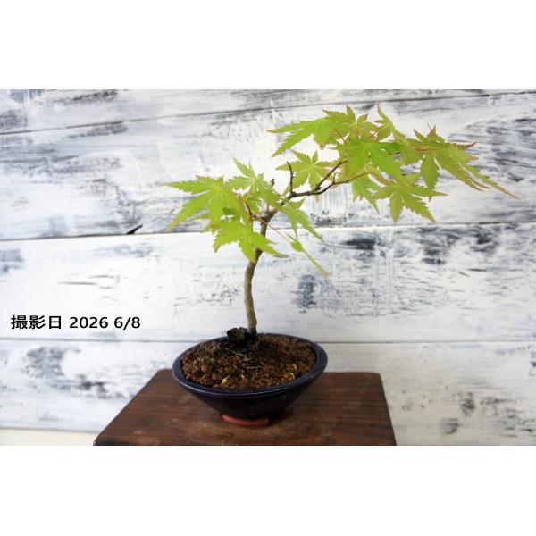 【発売日：2026年06月09日】商品は盆栽のみの販売となります。※花台や地板,その他のものは付属しておりません。サイズはサイズ記入の画像を参考にしてください。※季節によって花や葉、実の付き方が画像とは異なります。※本商品は他サイトでも出品...