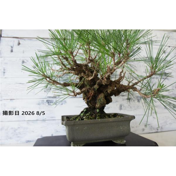 【発売日：2026年08月05日】商品は盆栽のみの販売となります。※花台や地板,その他のものは付属しておりません。サイズはサイズ記入の画像を参考にしてください。※季節によって花や葉、実の付き方が画像とは異なります。※本商品は他サイトでも出品...