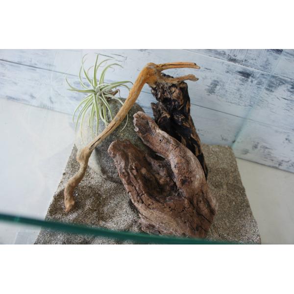 【発売日：2024年07月09日】爬虫類、昆虫の登り木　流木で飼育ケージ、水槽のレイアウトテラリウム、アクアテラリウムなどのディスプレイに本商品は洗浄、煮沸消毒、爬虫類や昆虫用としてあく抜き処理を行っております。※沈下しにくい流木ですのでア...