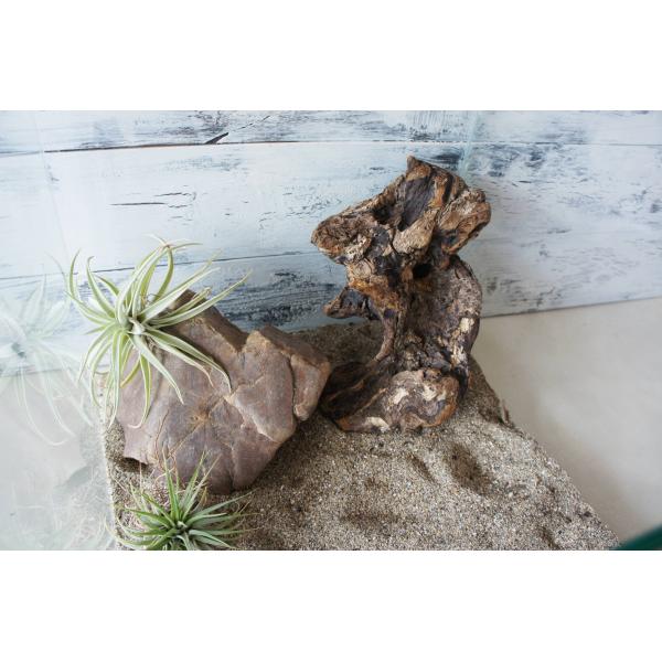 【発売日：2025年06月22日】爬虫類、昆虫の登り木　流木で飼育ケージ、水槽のレイアウトテラリウム、アクアテラリウムなどのディスプレイに本商品は洗浄、煮沸消毒、爬虫類や昆虫用としてあく抜き処理を行っております。※沈下しにくい流木ですのでア...