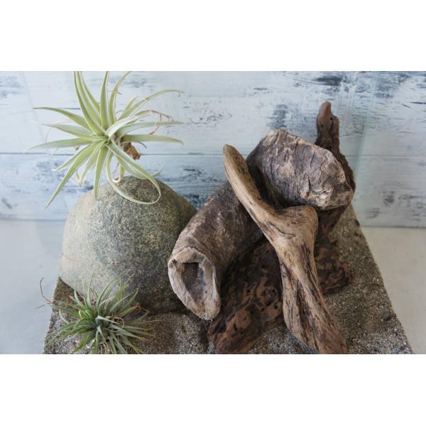 【発売日：2026年01月17日】爬虫類、昆虫の登り木　流木で飼育ケージ、水槽のレイアウトテラリウム、アクアテラリウムなどのディスプレイに本商品は洗浄、煮沸消毒、爬虫類や昆虫用としてあく抜き処理を行っております。※沈下しにくい流木ですのでア...