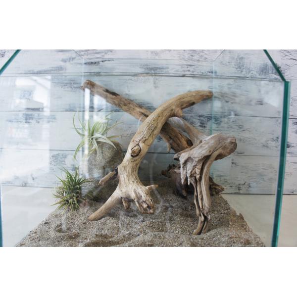 【発売日：2026年05月07日】爬虫類、昆虫の登り木　流木で飼育ケージ、水槽のレイアウトテラリウム、アクアテラリウムなどのディスプレイに本商品は洗浄、煮沸消毒、爬虫類や昆虫用としてあく抜き処理を行っております。※沈下しにくい流木ですのでア...