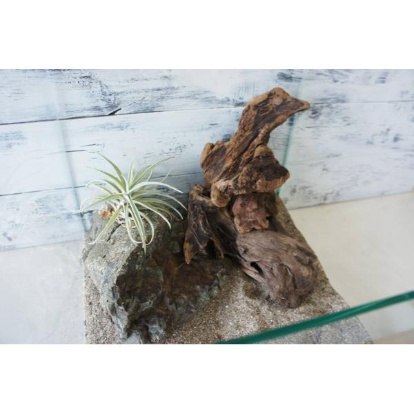 【発売日：2026年07月17日】爬虫類、昆虫の登り木　流木で飼育ケージ、水槽のレイアウトテラリウム、アクアテラリウムなどのディスプレイに本商品は洗浄、煮沸消毒、爬虫類や昆虫用としてあく抜き処理を行っております。※沈下しにくい流木ですのでア...