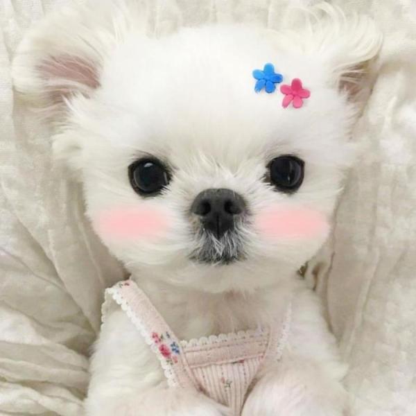 商品名:ヘアピン キッズ 犬 猫 10個 ペットヘアピン ペットヘアクリップ ペット用ヘアリボン ペット用髪飾り 髪飾り 髪留め 軽量 可愛い                            商品説明:ヘアピン キッズ 犬 猫 ペット...