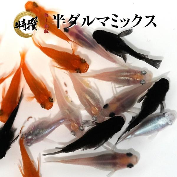 【商品の説明】半ダルマメダカミックス　稚魚10匹※写真は参考画像です。グレードにこだわりのある方は現物出品個体をお求めください。※完全無選別となります。種類の指定、大きさの指定、雌雄の指定は致しかねます。※飼育方法の説明書などはついておりま...
