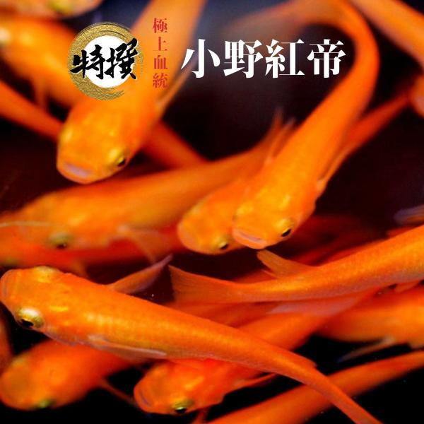 【商品の説明】紅帝　成魚30匹※写真は親魚の参考画像です。グレードにこだわりのある方は現物出品個体をお求めください。※完全ランダムにて選別いたします。大きさ、雌雄の指定は致しかねます。※飼育方法などの説明書は添付しておりません。ご不安な方は...