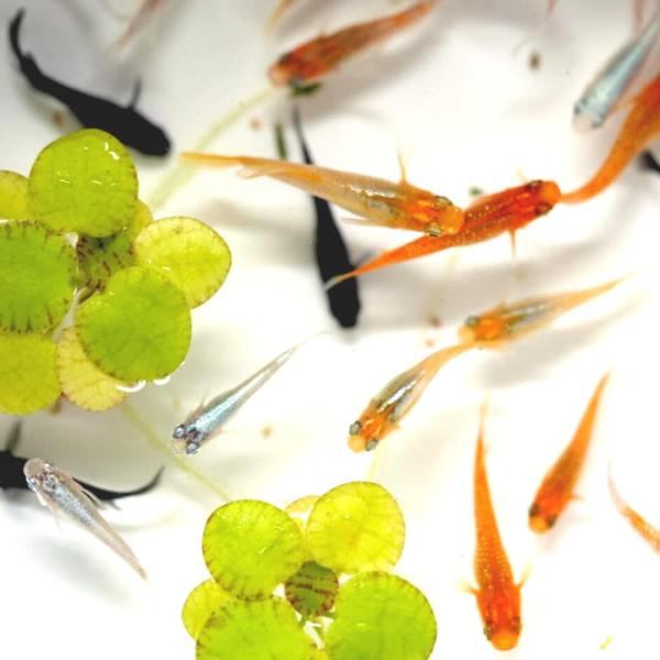※卵の管理につきまして、お客様の飼育方法により必ずしも孵化するとは限りませんので、ご不安な方は飼育担当者に公式LINEより是非お問い合わせ下さい！【商品の説明】ミックスメダカ　有精卵10個人気品種より完全無選別にて採卵いたします。品種の指定...