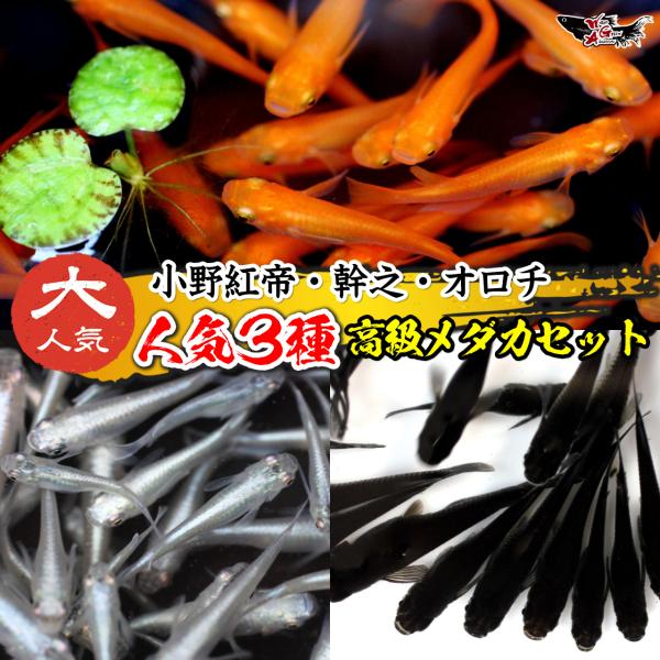 【商品の説明】人気3種10匹※北海道・九州・沖縄・離島は送料無料対象外となります※写真は参考画像です。グレードにこだわりのある方は現物出品個体をお求めください。※完全無選別となります。種類の指定、大きさの指定、雌雄の指定は致しかねます。※飼...