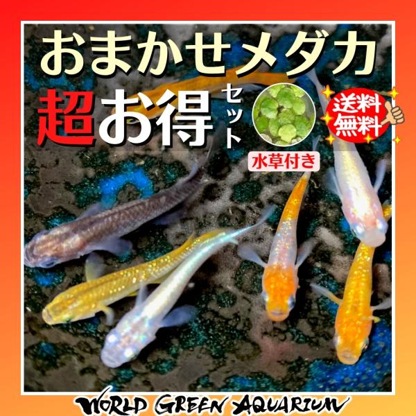 ※北海道・九州・沖縄・離島は送料無料対象外となります。【商品の説明】おまかせメダカ20匹＋水草セット※写真は参考画像です。グレードにこだわりのある方は現物出品個体をお求めください。※完全無選別となります。種類の指定、大きさの指定、雌雄の指定...