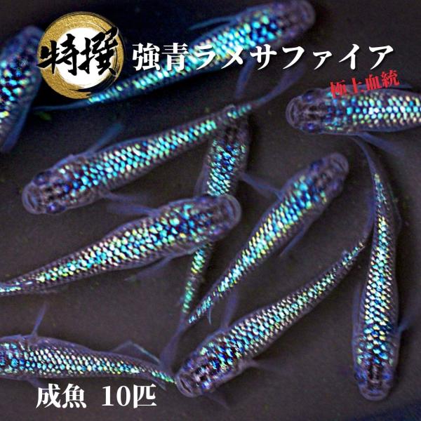 【商品の説明】サファイア　成魚10匹・写真は参考画像です。グレードにこだわりのある方は現物出品個体をお求めください。・完全ランダムにて選別いたします。大きさの指定、雌雄の指定は致しかねます。・飼育方法などの説明書は添付しておりません。【注意...
