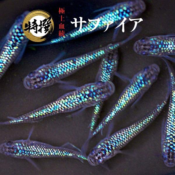 【説明】サファイア 入門用成魚5匹※写真は参考画像です。グレードにこだわりのある方は現物出品個体をお求めください。※完全無選別となります。種類の指定、大きさの指定、雌雄の指定は致しかねます。※飼育方法の説明書などはついておりません。ご不安な...