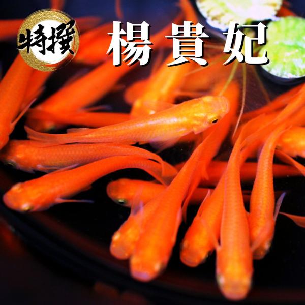 【説明】楊貴妃 入門用成魚5匹写真は参考画像です。グレードにこだわりのある方は現物出品個体をお求めください ランダムにて選別いたします。大きさ、雌雄の指定は致しかねます説明書は添付しておりません。ご不安な方は公式ラインまでお問い合わせくださ...
