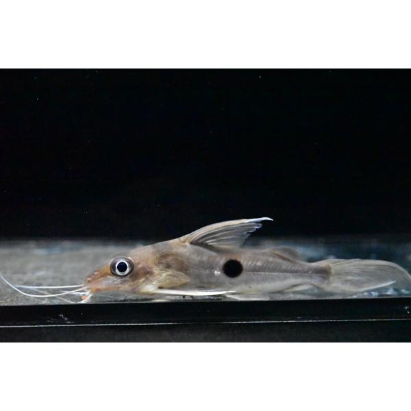 Synodontis notatusコンゴ便で入荷するポピュラー種！ワンスポットが特徴的なシノドンで、自然下では30cm程になる大型種。比較的性格も温和で飼育しやすいですよ！※画像は入荷魚の一部です
