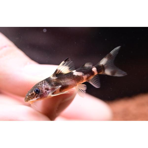 Synodontis decorusコンゴ便で入荷する人気のデコルス！東南ブリード個体も出回るようですが仕入れたことないのでどのくらい差が出るのかは分かりません。WILD個体はある程度のサイズになると背鰭のフィラメントが伸びかなり綺麗です。...