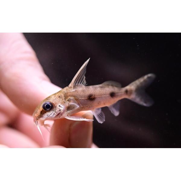 Synodontis congicusノタータスに似た雰囲気のコンギクス！ノタータスよりスポットが多く、顔つきや体形、体色は異なります。入荷頻度は少ない種ですのでお探しの方は是非！※画像は入荷魚の一部です