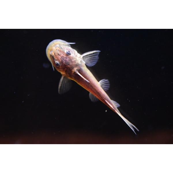 Chiloglanis sp.なかなか入荷のないキログラニスの仲間！プレコみたいな口のシノドンのような変わったナマズ。特に柄のないシンプルな見た目。※画像の個体をお送りします