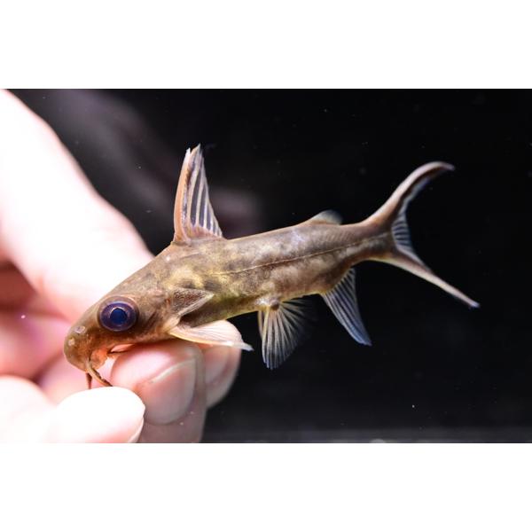 Synodontis pleurops頭部が独特なプレウロプス！いつもより大きいサイズです！上から見るとハンマーヘッドみたいな見た目で面白い！入荷頻度はあまり多くないのでいるときに是非！コケも食べます。※画像は入荷魚の一部です
