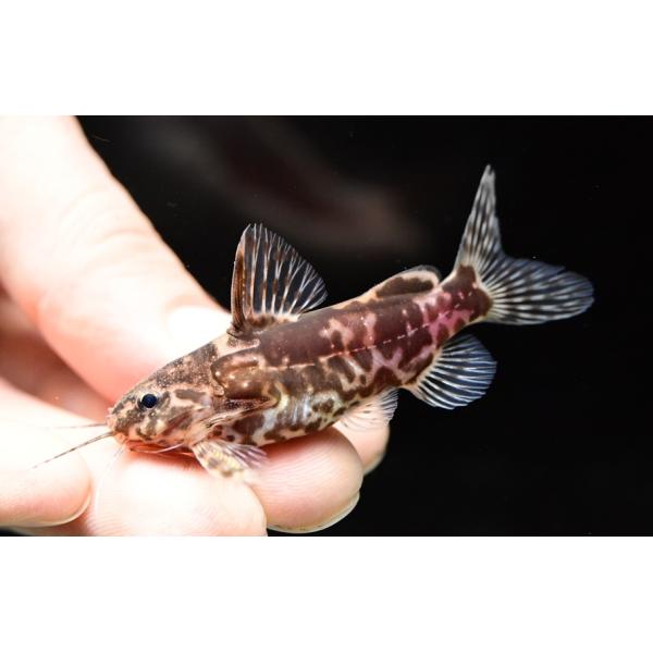 Mochokiella payneiシノドンティスに近い仲間で、1属1種のパイネイ。ギニア、シエラレオネに生息し、最大7cm程の小型種。今回はMAXサイズでの入荷ですね。一見地味なナマズですが、落ち着くと意外とカラフルな体色になることもあり...